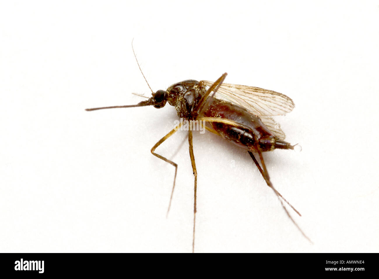 DEAD MOSQUITO Culex sp after sucking blood Stock Photo - Alamy