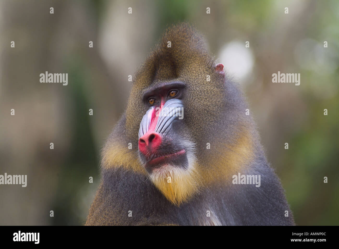 MANDRILL Mandrillus sphinx Endangered Camaroon and Gabon Stock Photo ...