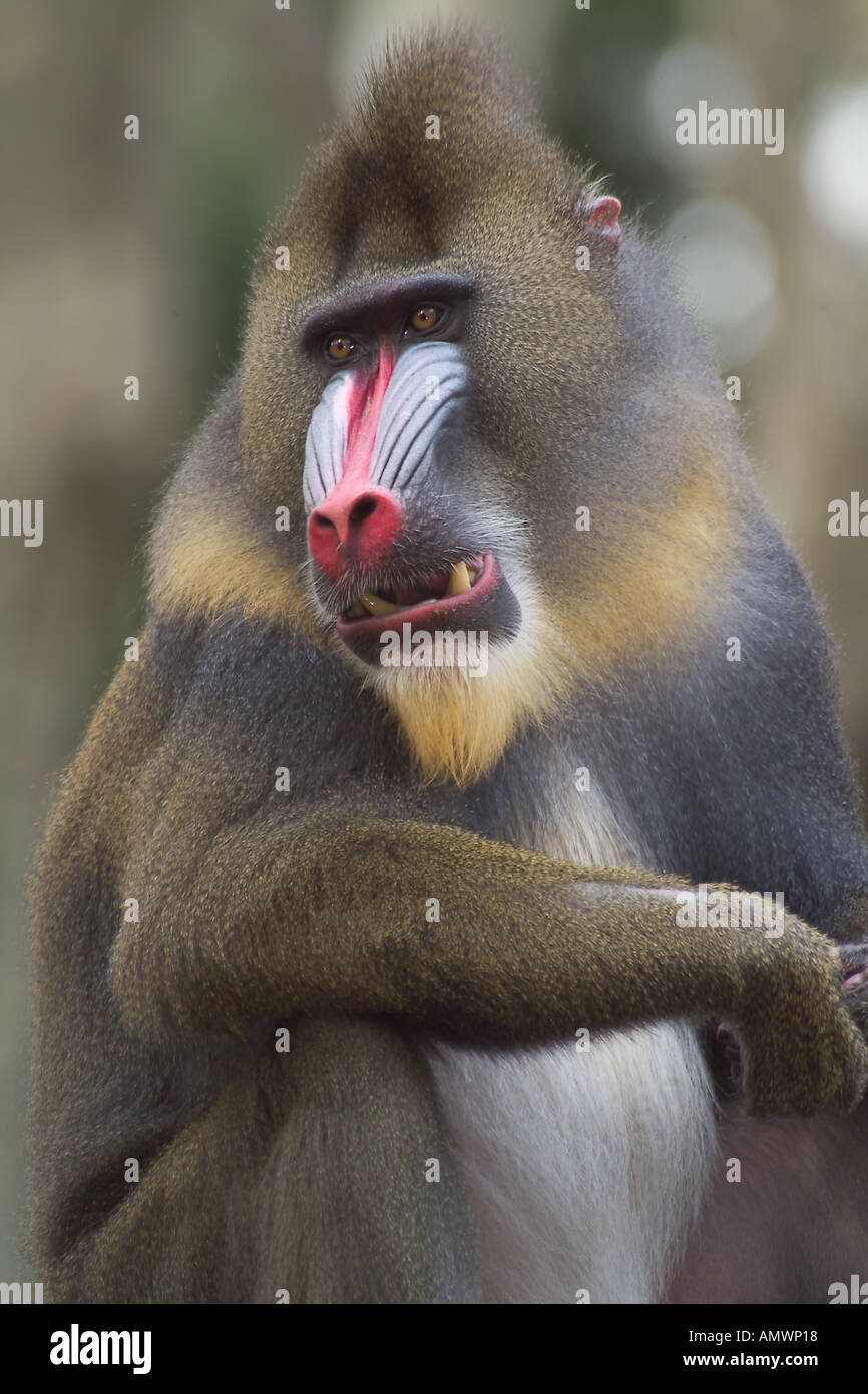 MANDRILL Mandrillus sphinx Endangered Camaroon and Gabon Stock Photo ...