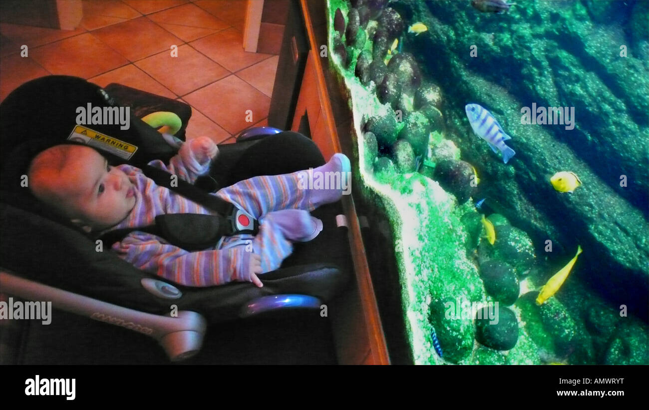 Baby watching fishes in aquarium hi-res stock photography and images ...