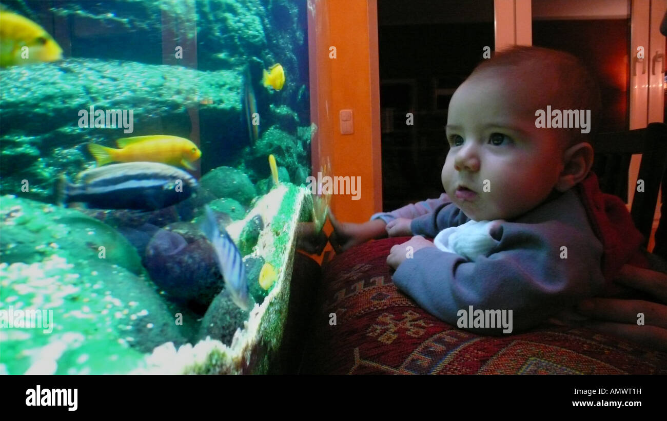 baby watching fishes in an aquarium Stock Photo - Alamy