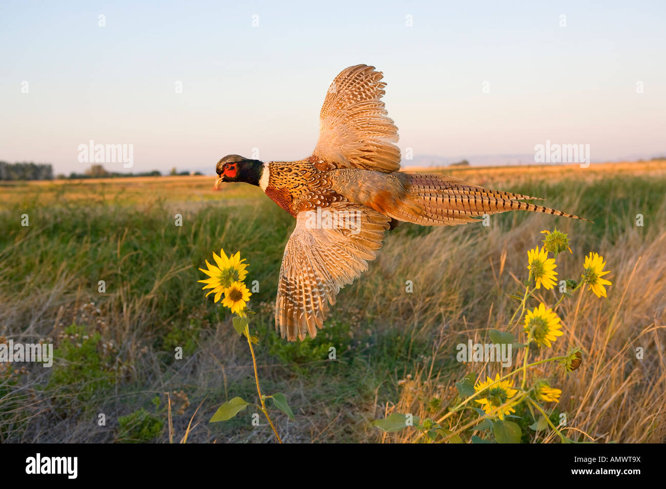 Ringneck Pheasant flying in the field at sundown Stock Photo - Alamy