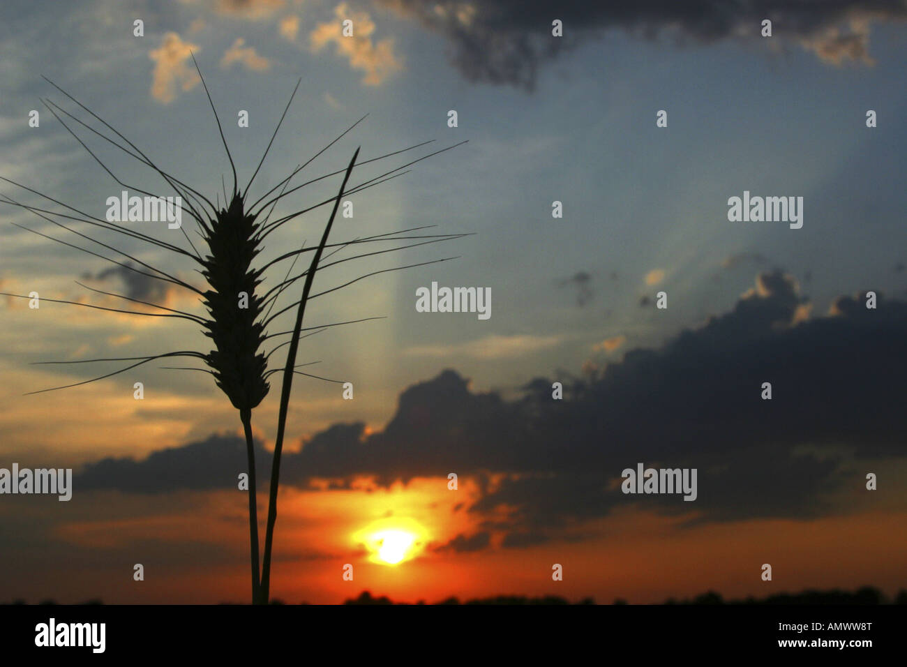 grass spike in evening light Stock Photo - Alamy