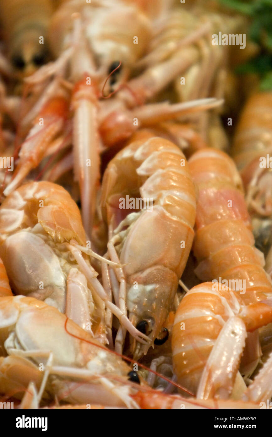 Northern pink shrimp hi-res stock photography and images - Alamy