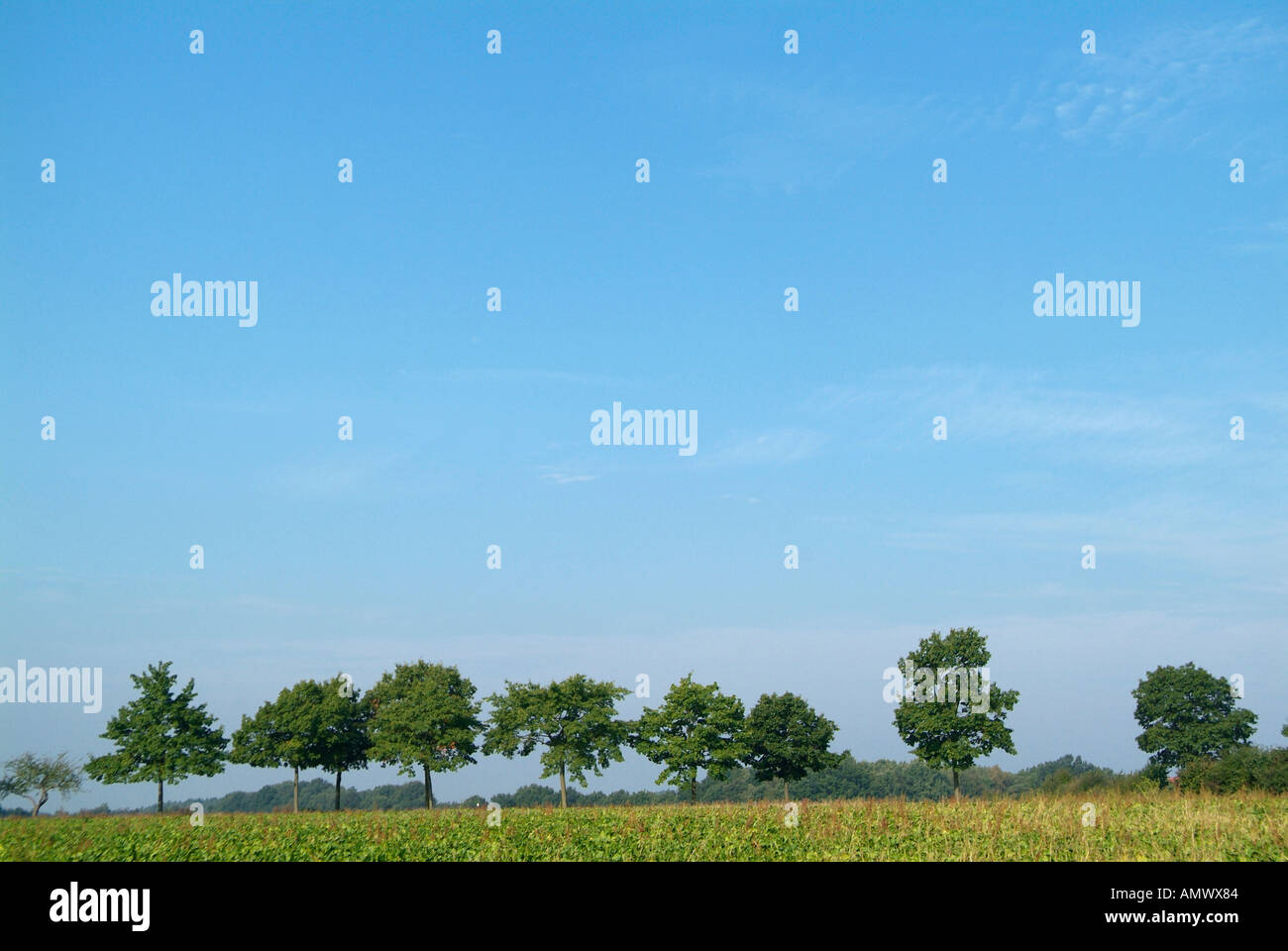 tree lines up Stock Photo - Alamy
