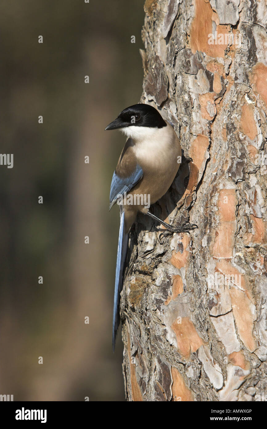 azure-winged magpie (Cyanopica cyana), at the stem of a stone pine ...