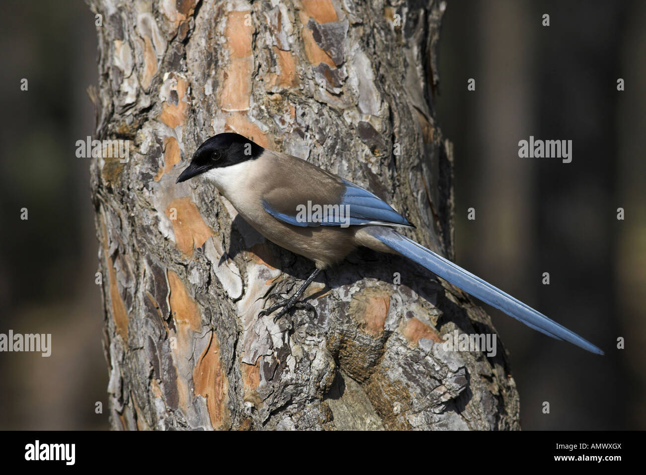 Azure winged magpie cyanopica cyana sitting hi-res stock photography ...