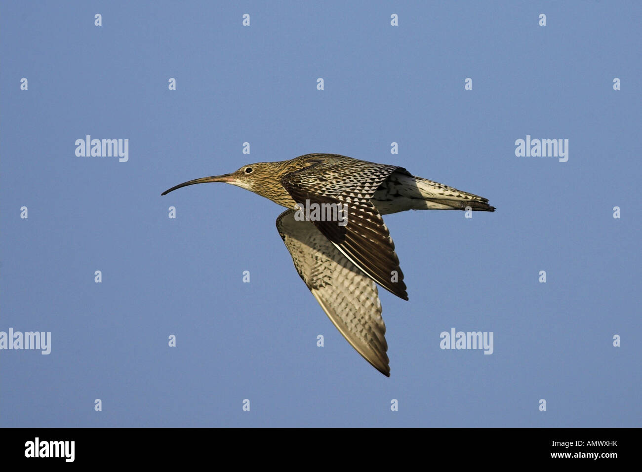 western curlew (Numenius arquata), flying, Netherlands, Frisia Stock ...