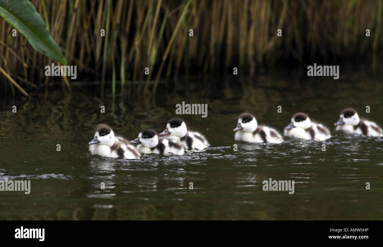 Group of shelducks swimming hi-res stock photography and images - Alamy