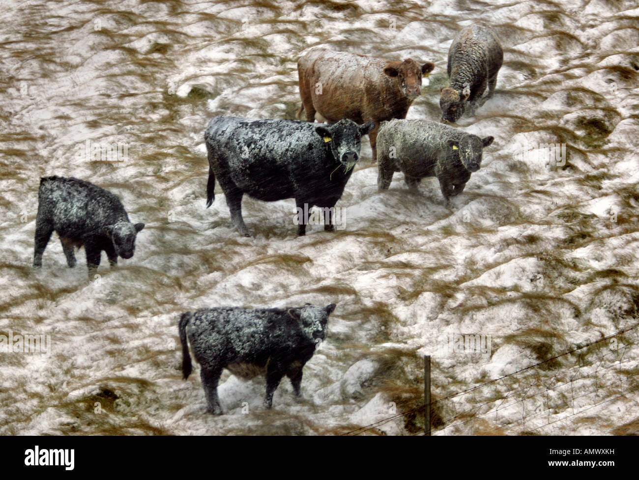 Cows in a storm Iceland Stock Photo - Alamy