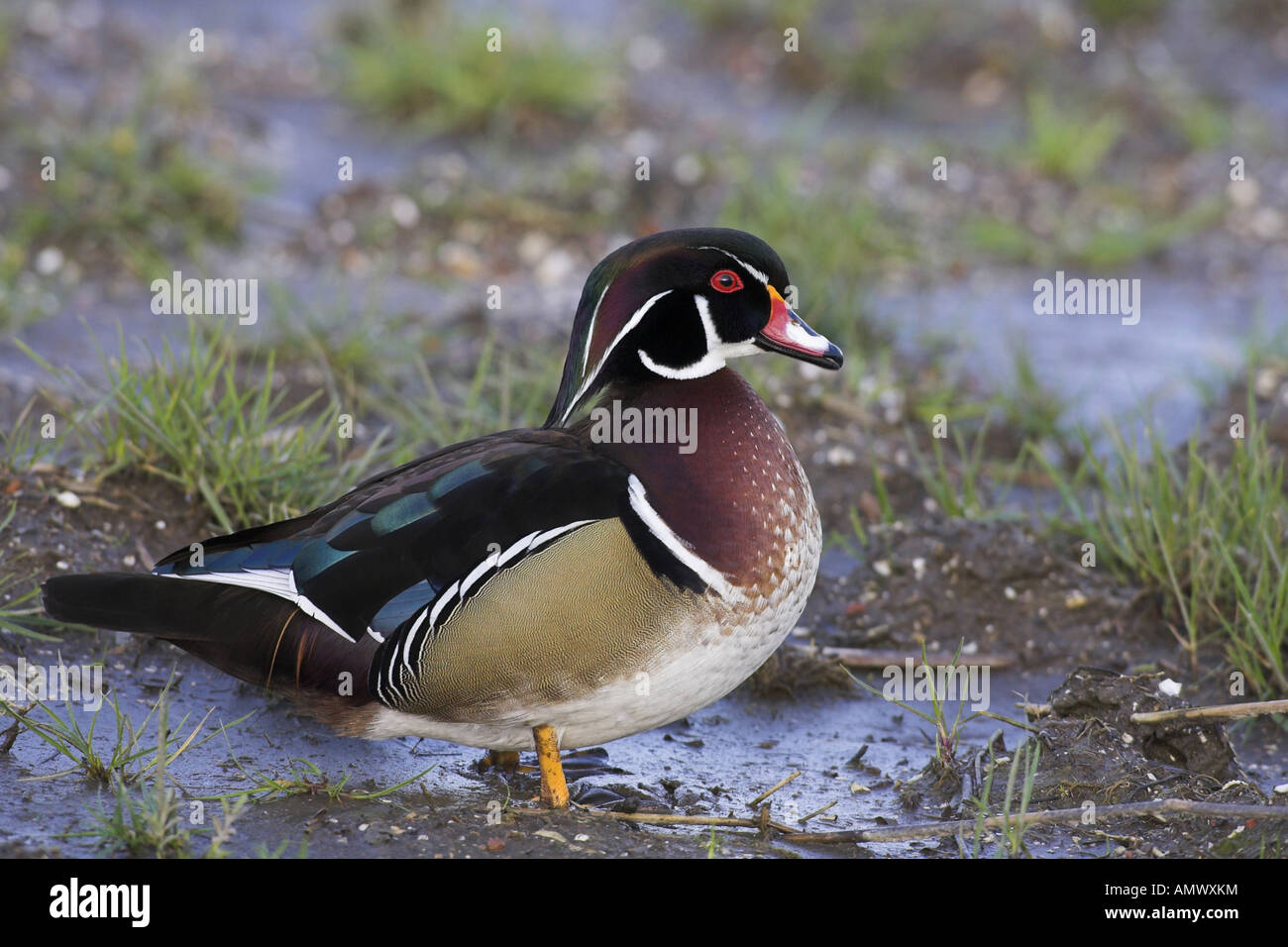 Netherlands duck hi-res stock photography and images - Alamy