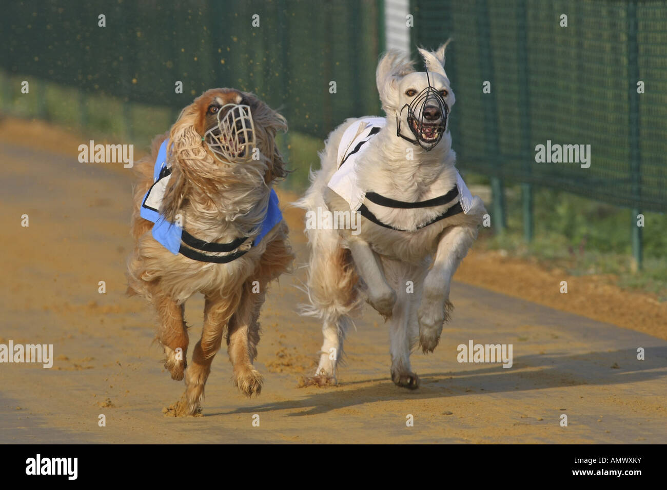 Whippet (Canis lupus f. familiaris), grayhound racing Stock Photo - Alamy