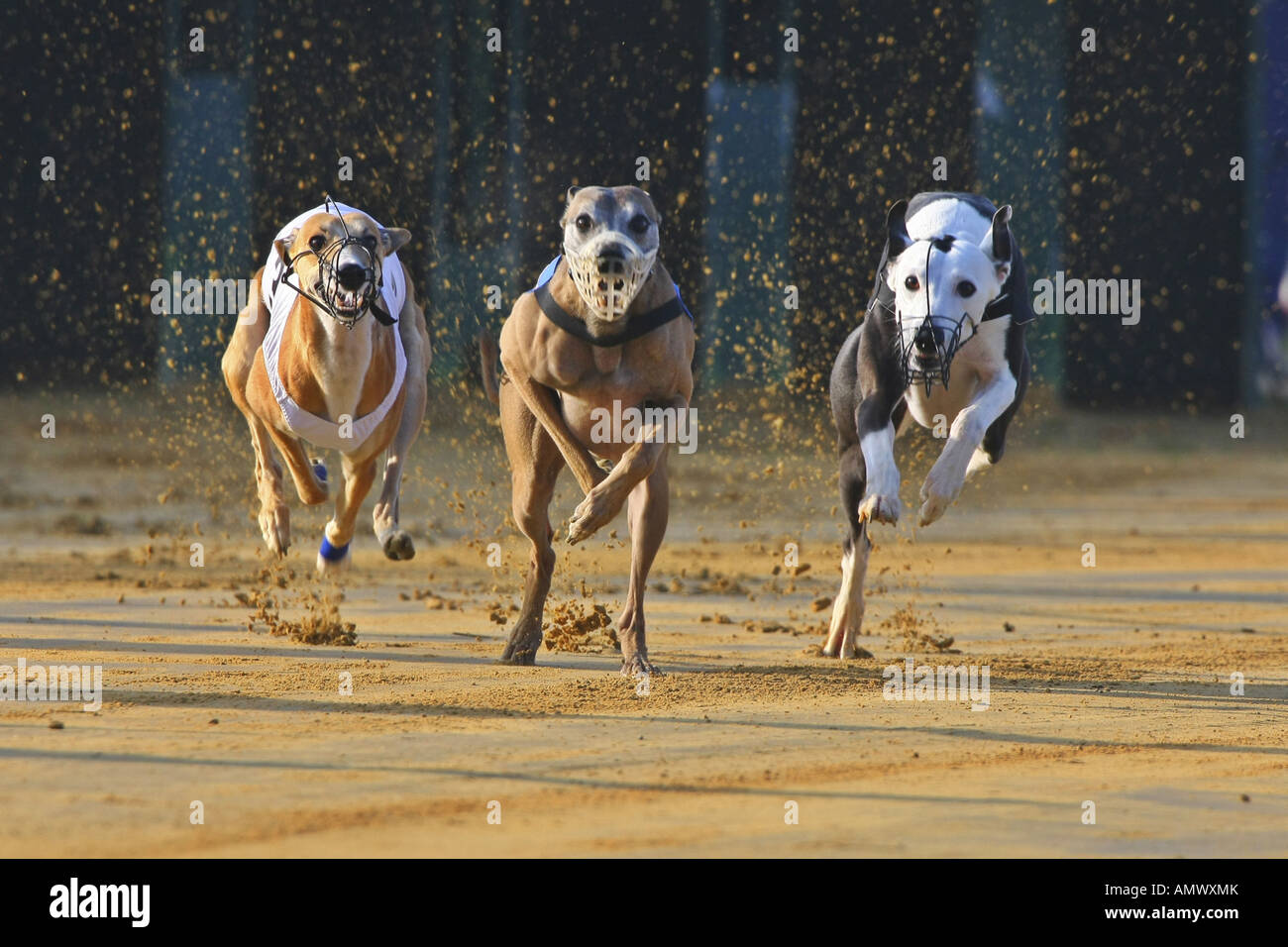 Whippet (Canis lupus f. familiaris), grayhound racing Stock Photo - Alamy