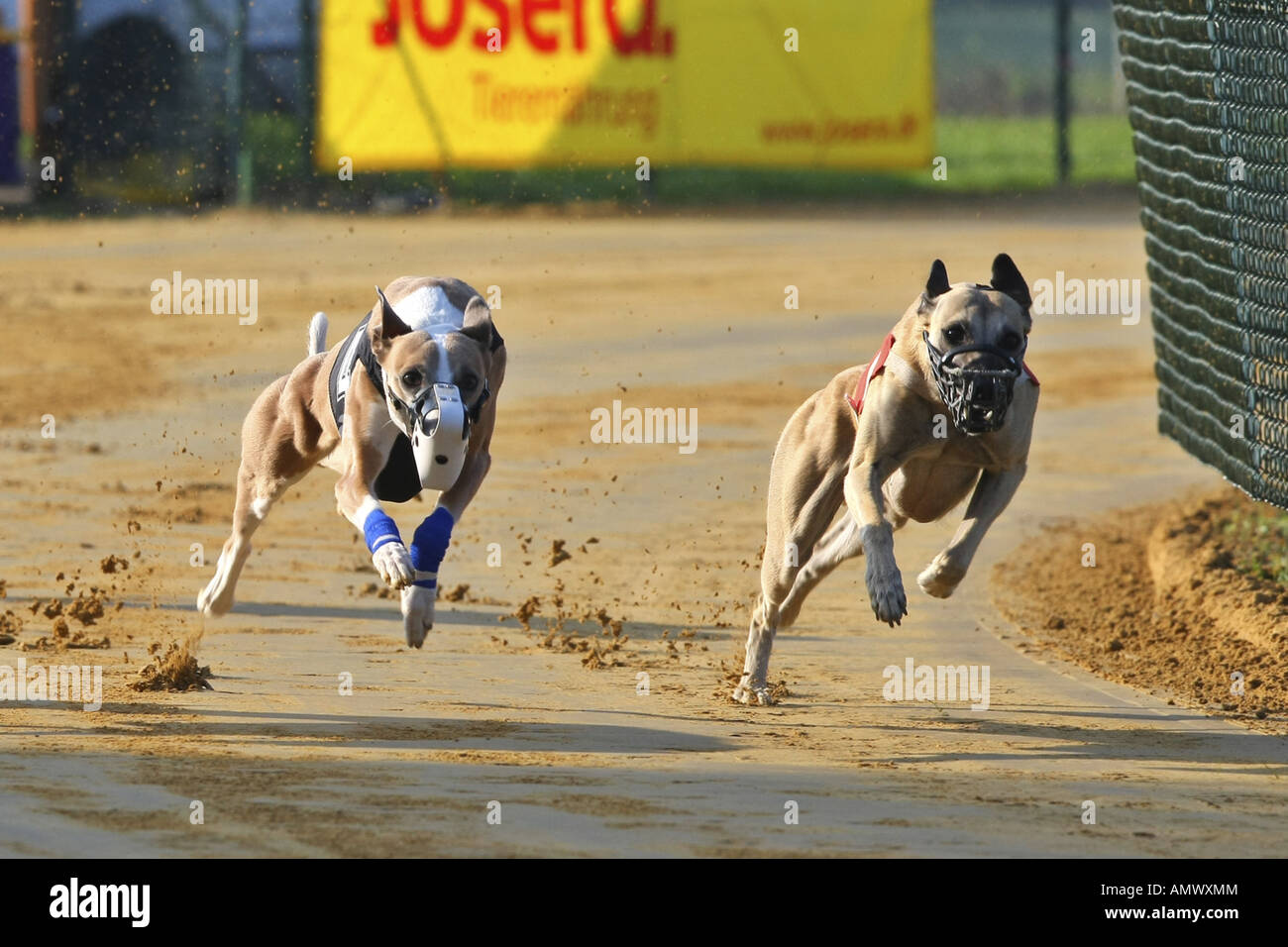 Whippet (Canis lupus f. familiaris), grayhound racing Stock Photo - Alamy