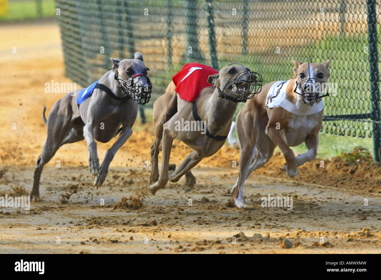 Whippet (Canis lupus f. familiaris), grayhound racing Stock Photo - Alamy