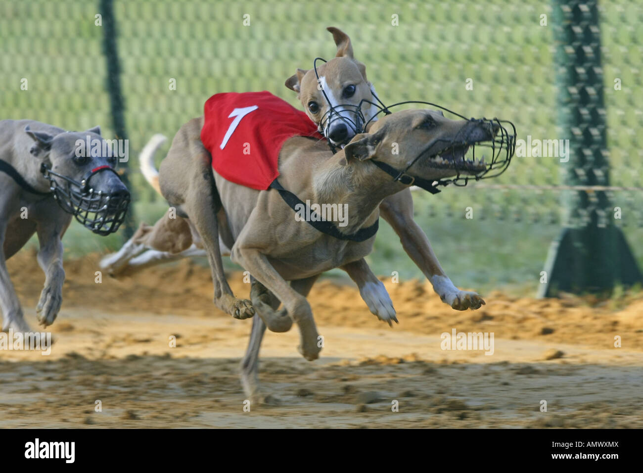 Grayhound racing hi-res stock photography and images - Alamy