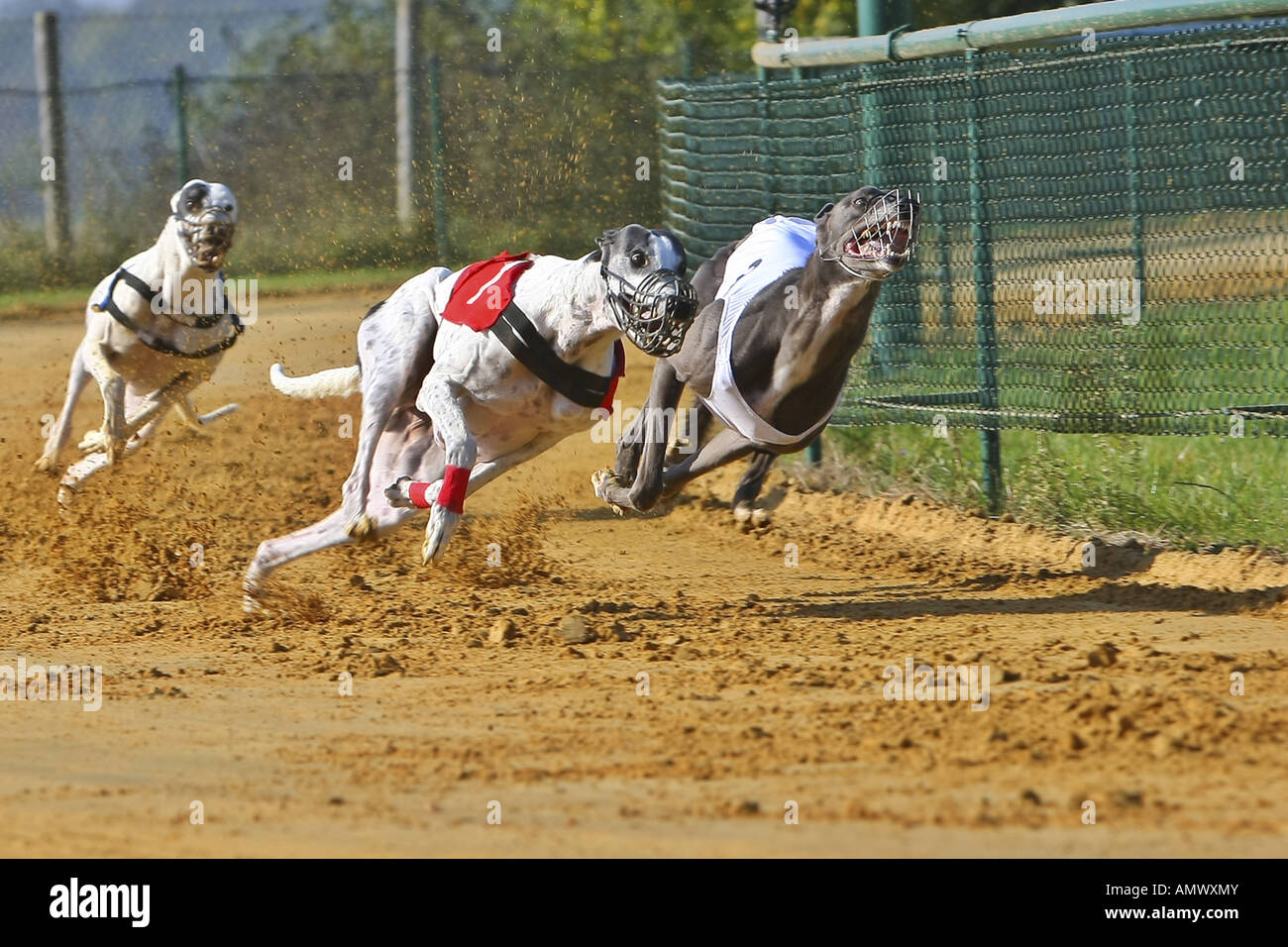 Whippet (Canis lupus f. familiaris), grayhound racing Stock Photo - Alamy