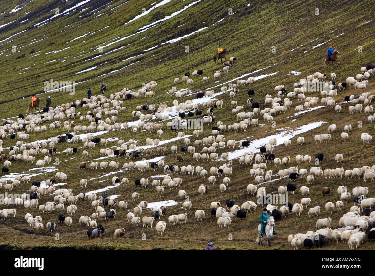 Sheep round up by Landmannalaugar Iceland Stock Photo - Alamy