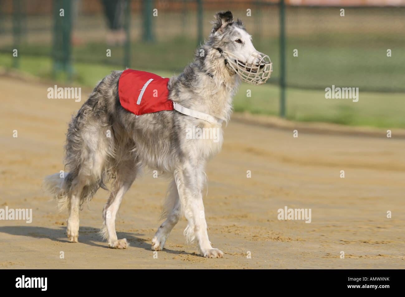 Whippet (Canis lupus f. familiaris), greyhound racing Stock Photo - Alamy