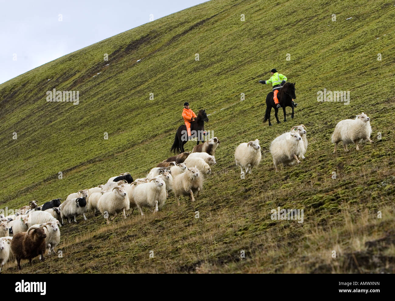 Sheep round up by Landmannalaugar Iceland Stock Photo - Alamy