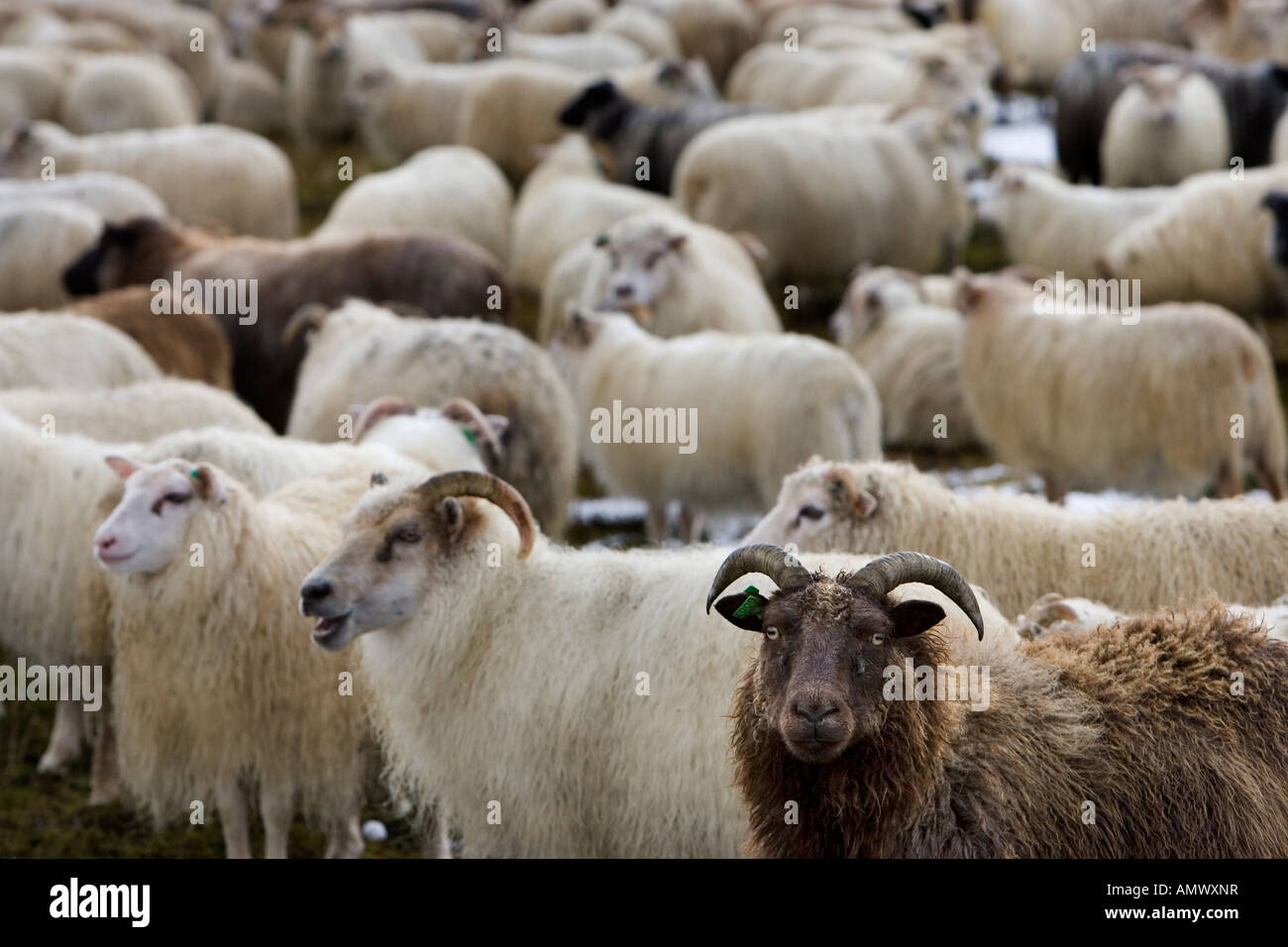 Sheep round up by Landmannalaugar Iceland Stock Photo - Alamy