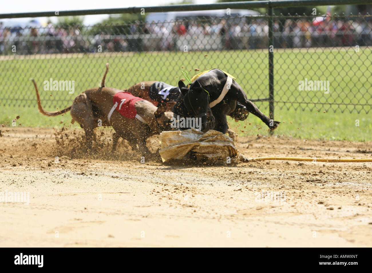Greyhound racing sand hi-res stock photography and images - Alamy