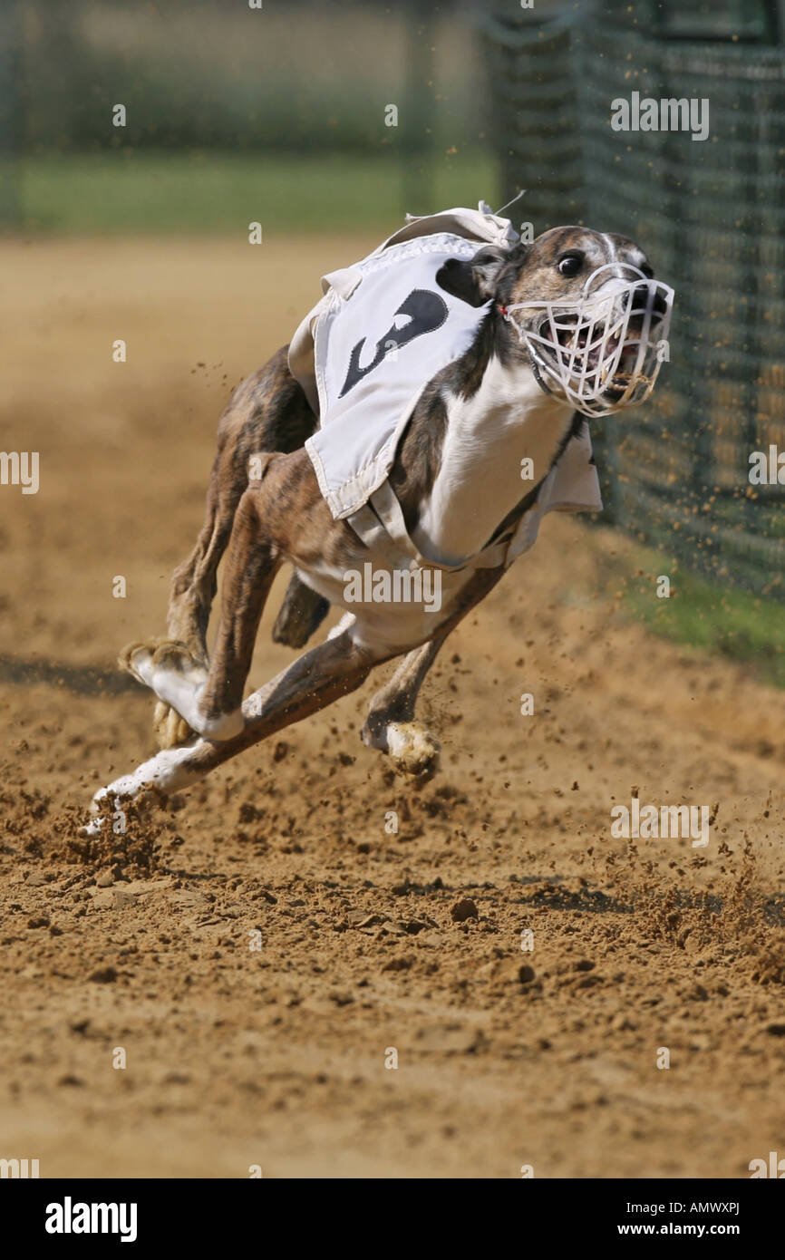 Whippet (Canis lupus f. familiaris), greyhound racing Stock Photo - Alamy