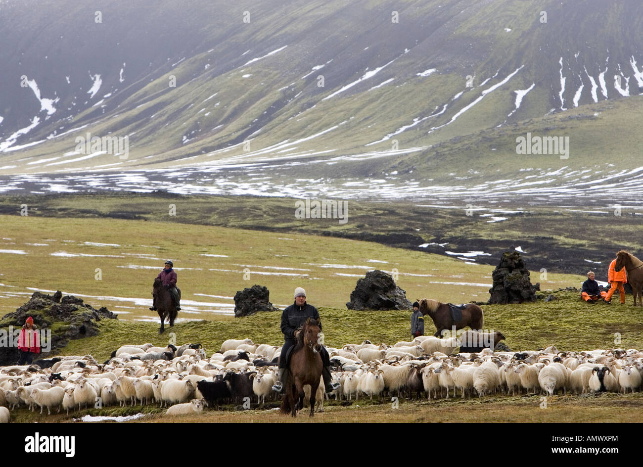 Sheep round up by Landmannalaugar Iceland Stock Photo - Alamy