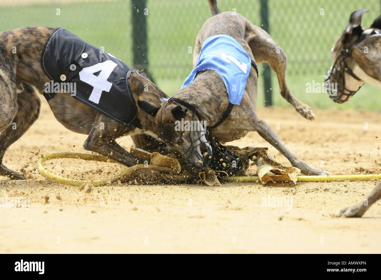 Whippet (Canis lupus f. familiaris), greyhound racing Stock Photo - Alamy