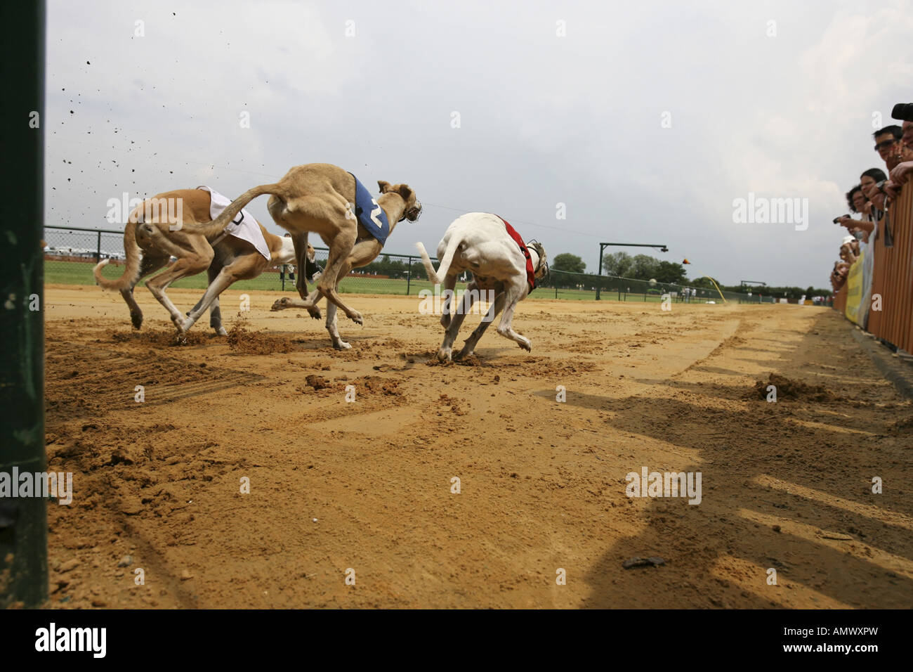 Whippet (Canis lupus f. familiaris), greyhound racing Stock Photo - Alamy