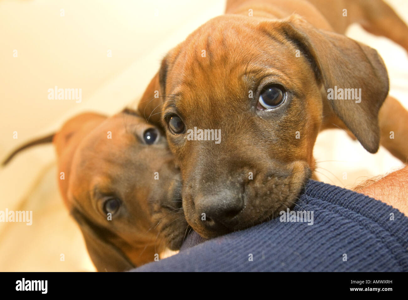 Rhodesian Ridgeback (Canis lupus f. familiaris), two puppies Stock ...
