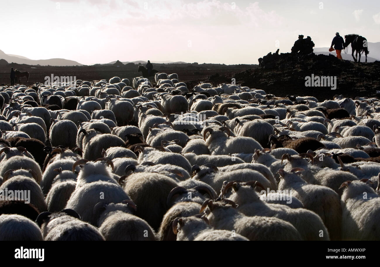 Sheep round up by Landmannalaugar Iceland Stock Photo - Alamy