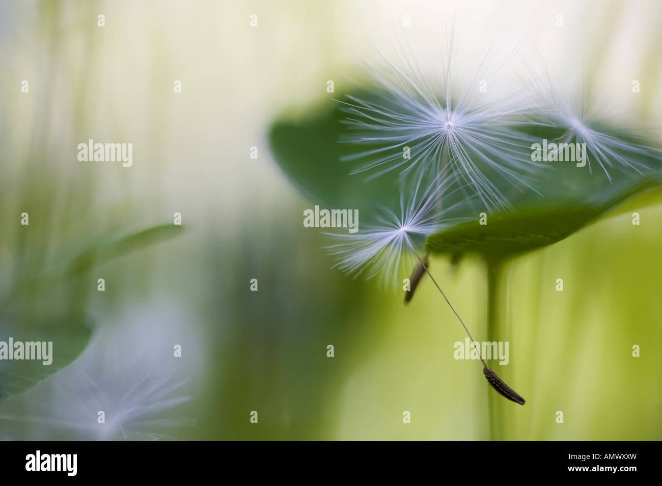 common dandelion (Taraxacum officinale), flying fruit with pappus ...