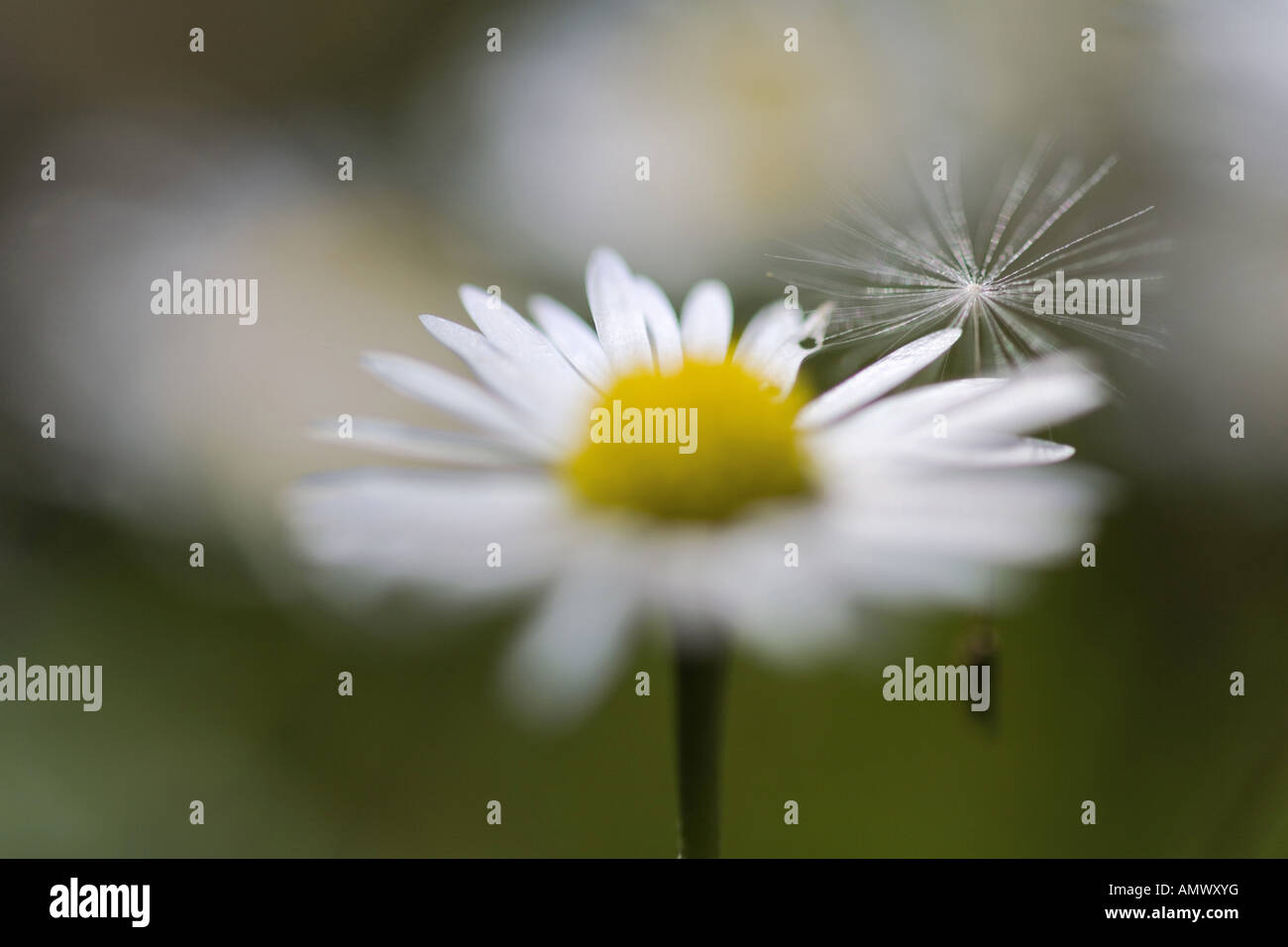 common daisy, lawn daisy, English daisy (Bellis perennis), with pappus ...