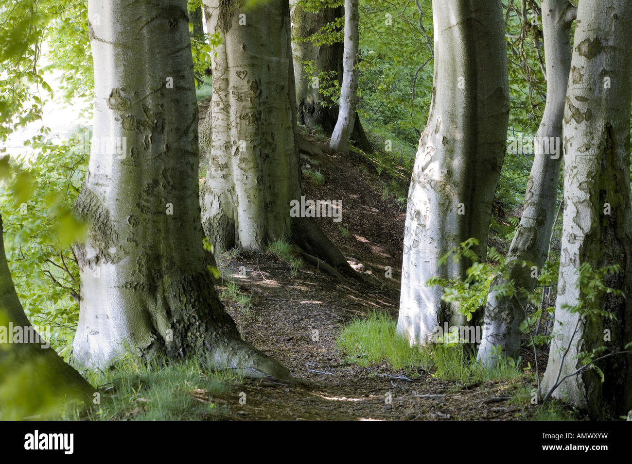 common beech (Fagus sylvatica), forest path, Germany, Saxony Stock ...