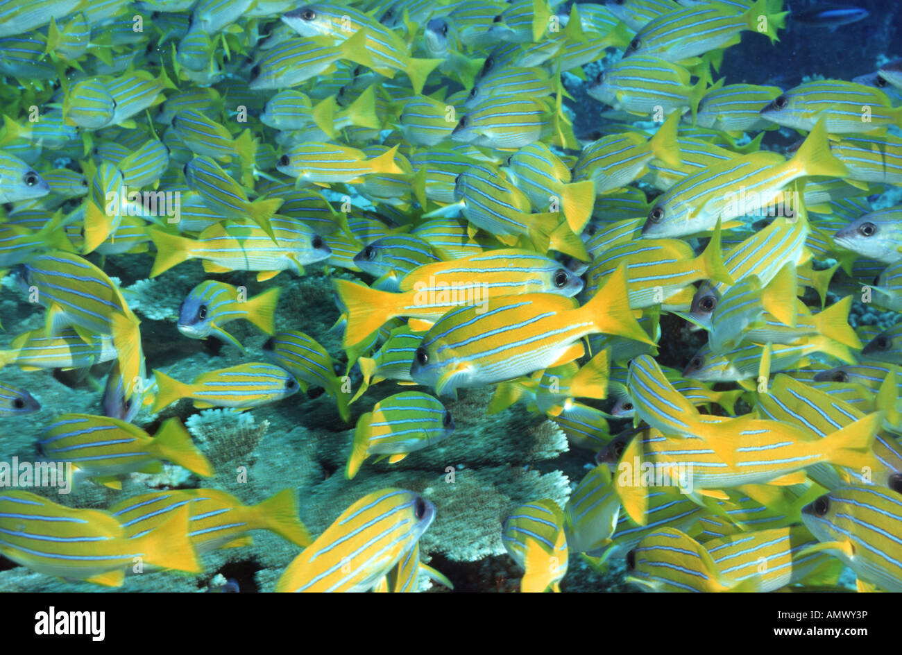 blue-banded snapper, moonlighter, common bluestripe snapper (Lutjanus ...