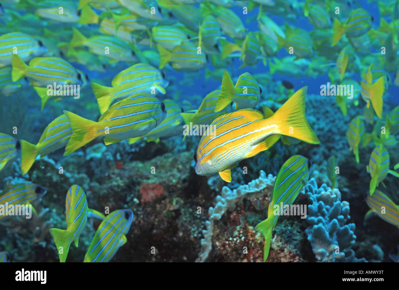 blue-banded snapper, moonlighter, common bluestripe snapper (Lutjanus ...