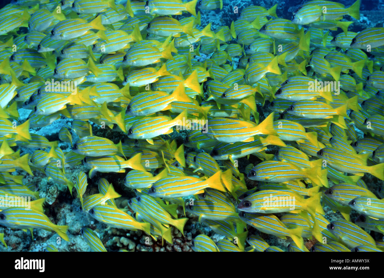 blue-banded snapper, moonlighter, common bluestripe snapper (Lutjanus ...