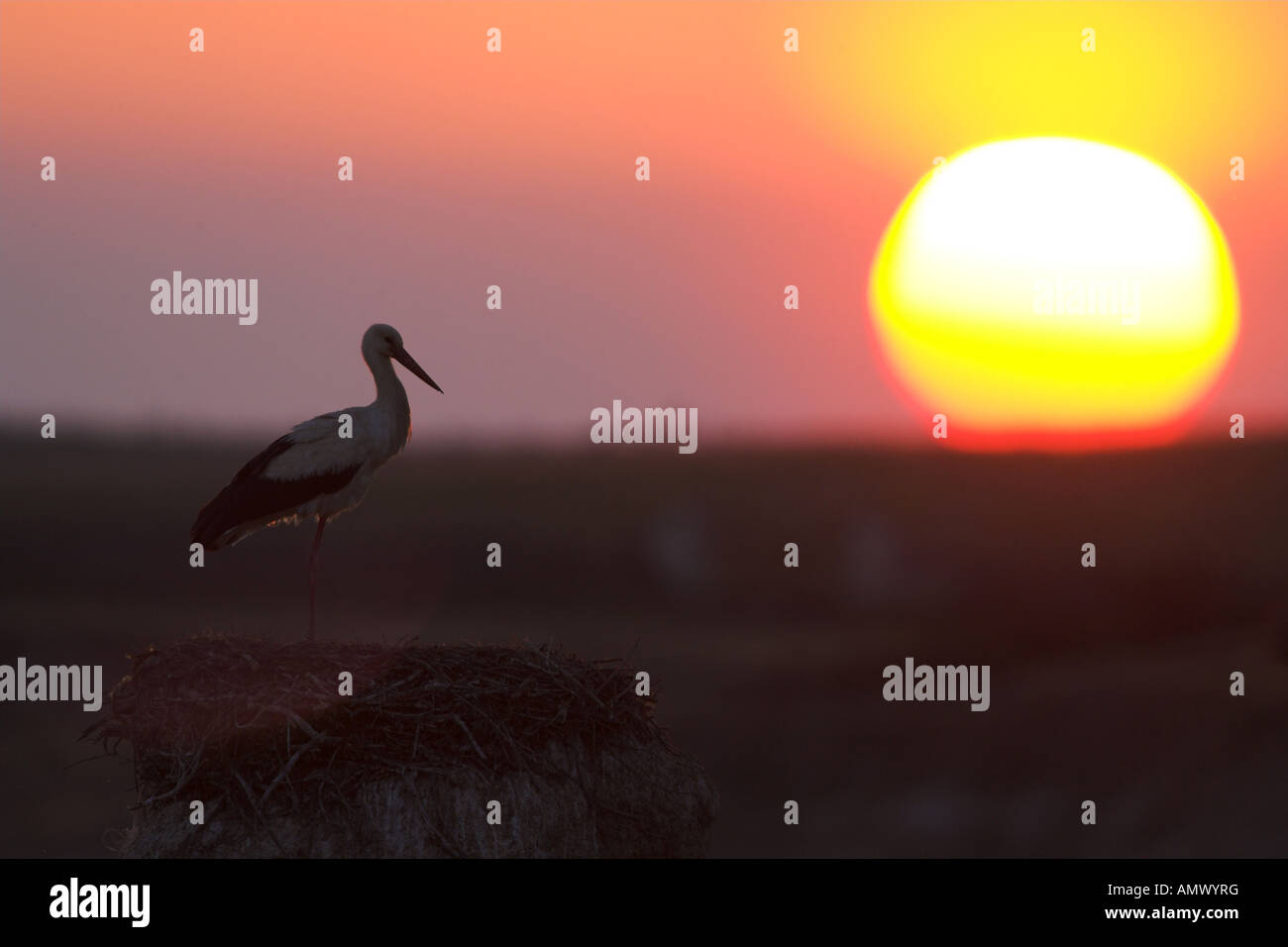 Silhouette white stork standing hi-res stock photography and images - Alamy