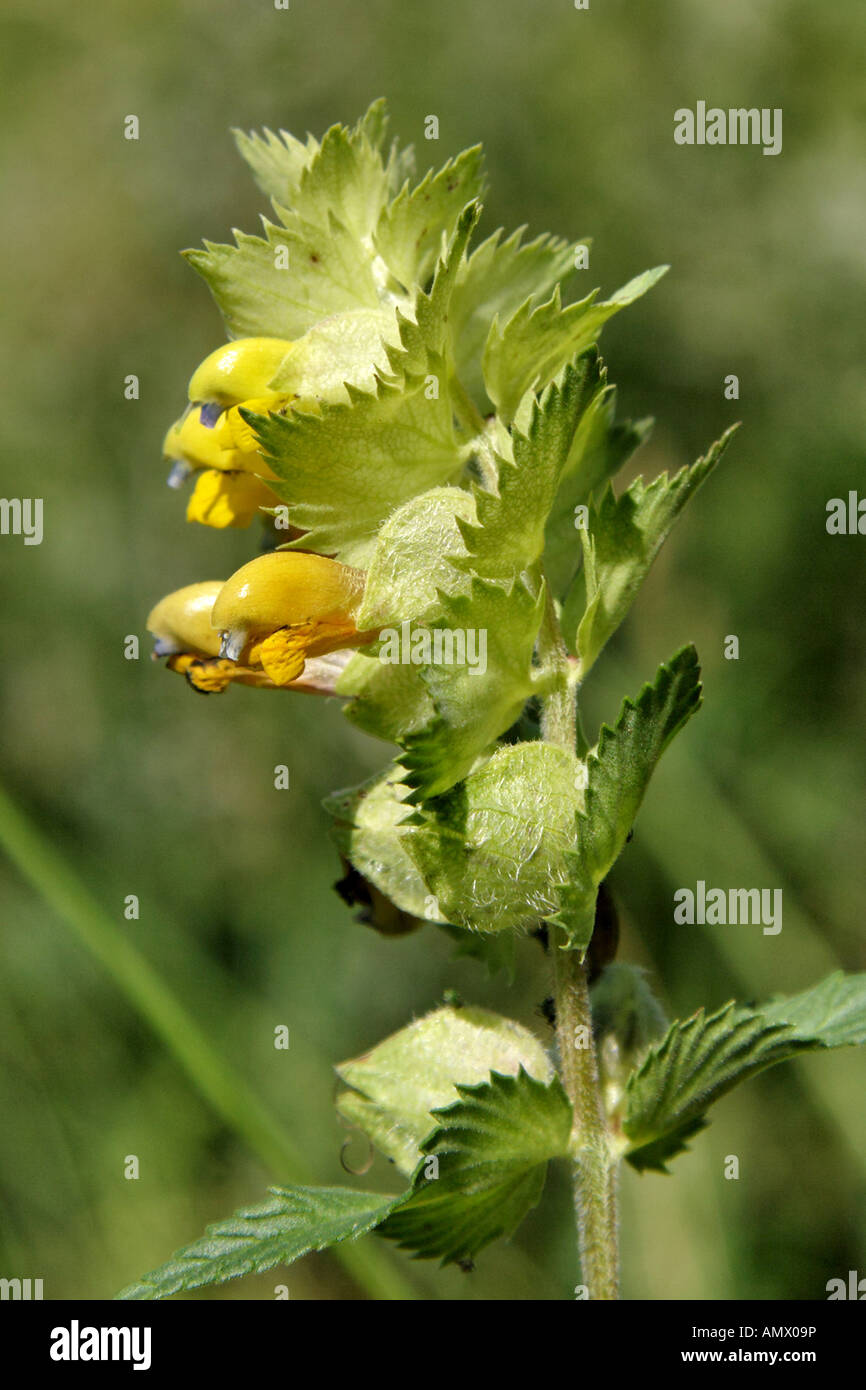 greater yellow rattle (Rhinanthus alectorolophus), flowering, Germany ...
