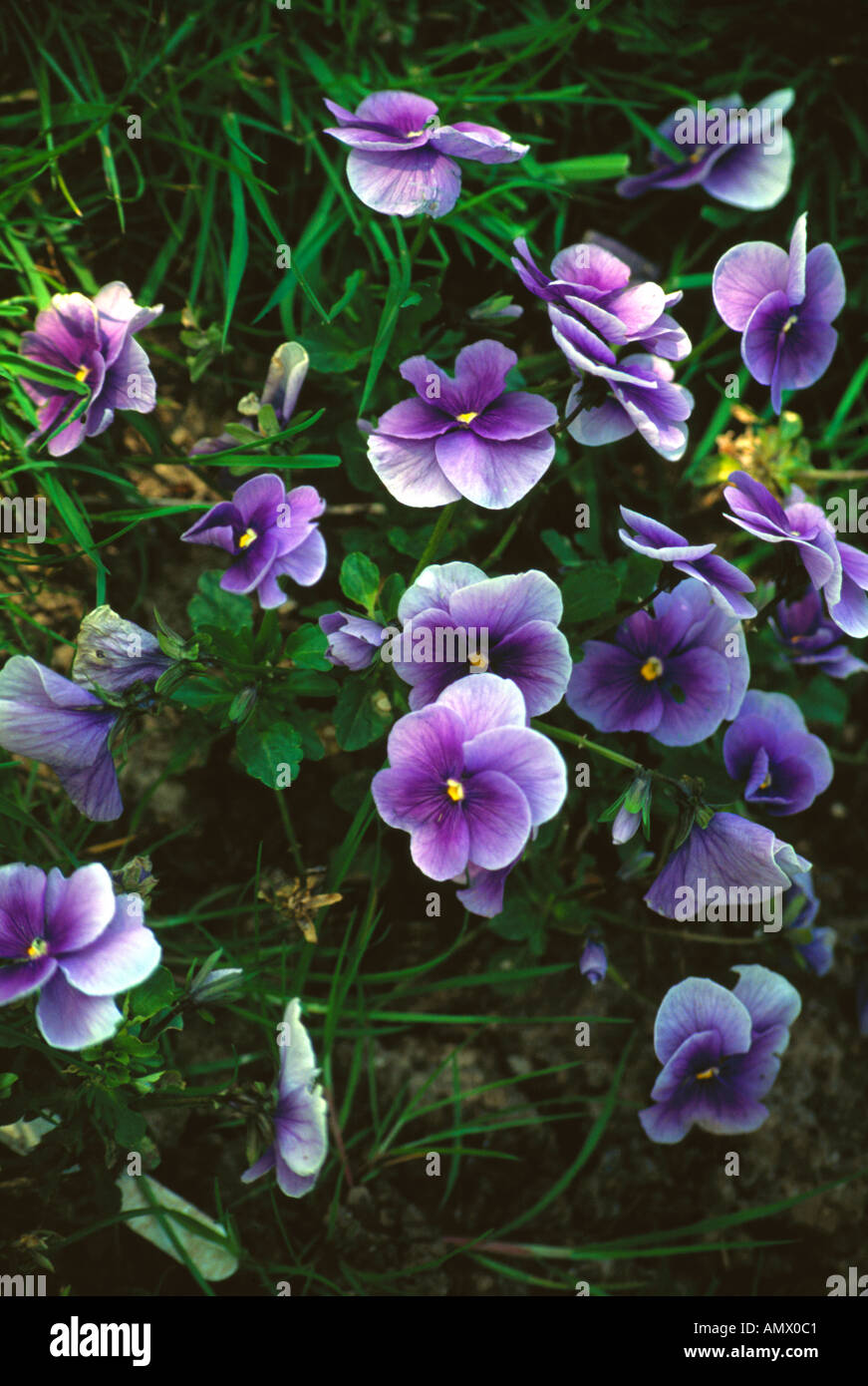 Violets primrose hi-res stock photography and images - Alamy