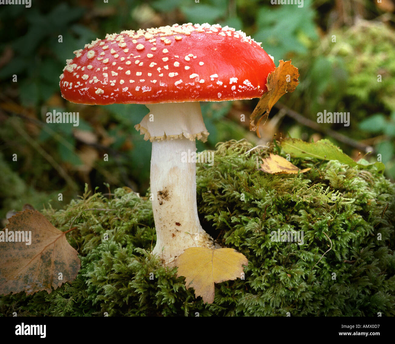 FUNGI: Fly Agaric mushroom (lat. amanita muscaria Stock Photo - Alamy