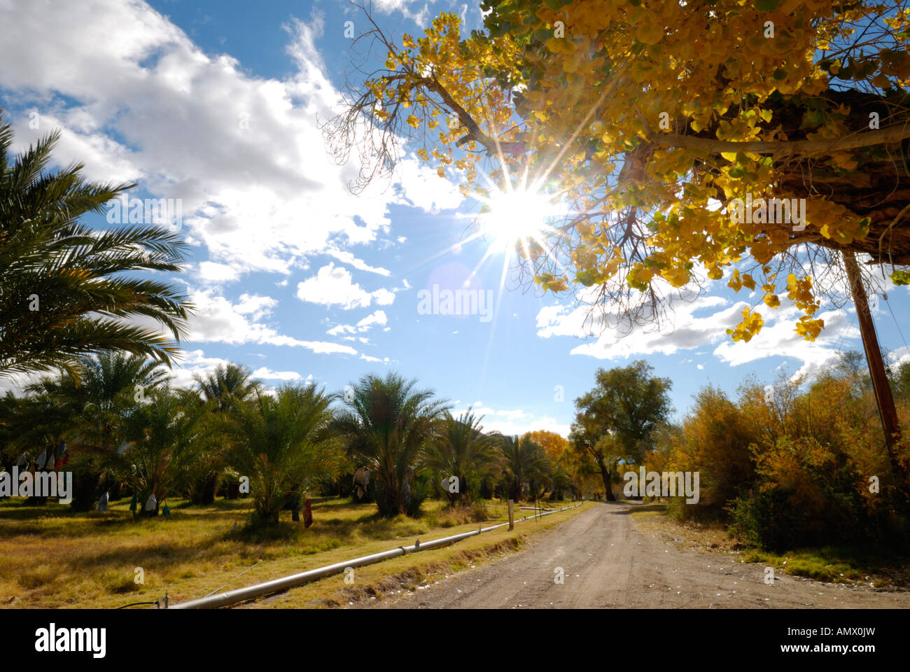 China Ranch Date Farm Stock Photo - Alamy