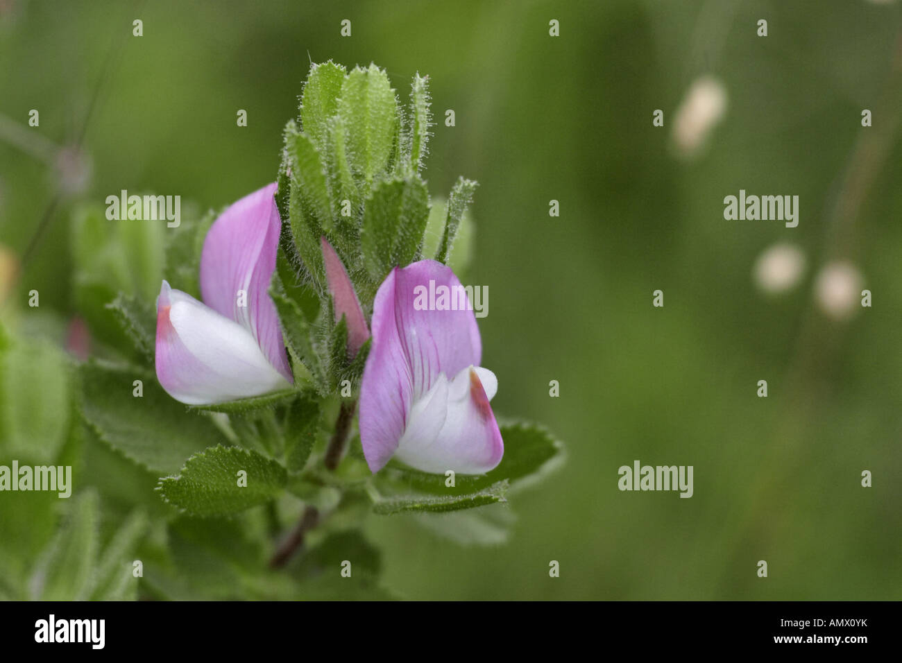 spiny restharrow (Ononis spinosa), flowering, Germany, Bavaria, Allgaeu ...