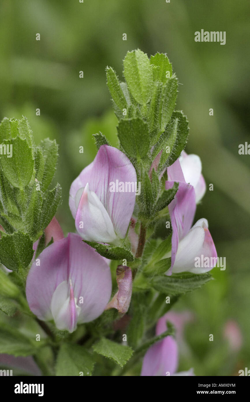 spiny restharrow (Ononis spinosa), flowering, Germany, Bavaria, Allgaeu ...