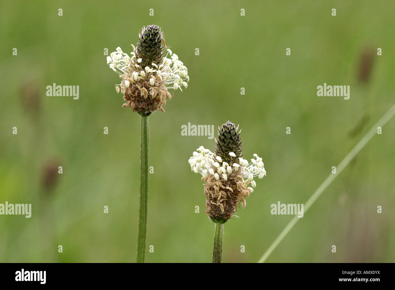 buckhorn plantain, English plantain, ribwort plantain, rib grass ...