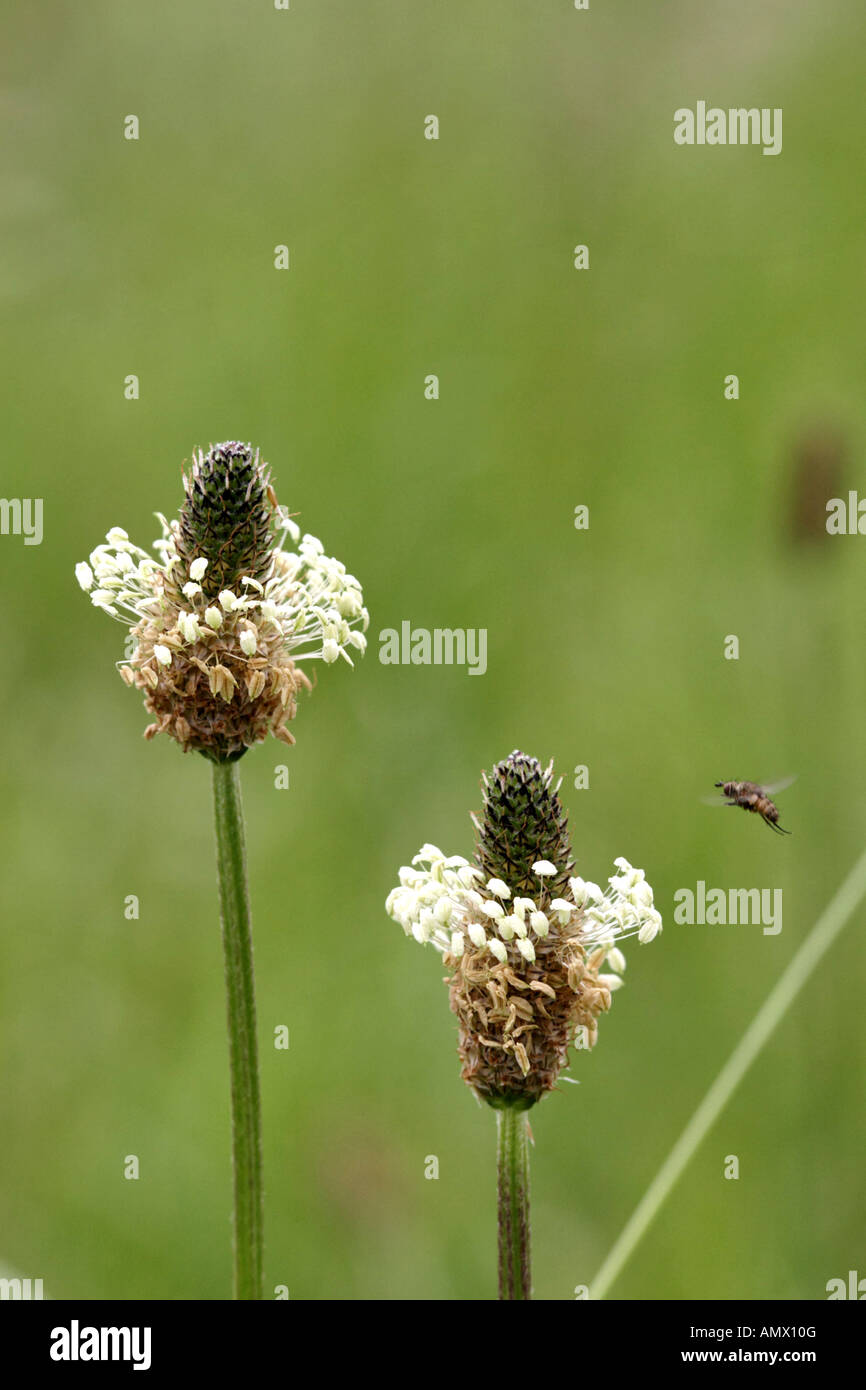 buckhorn plantain, English plantain, ribwort plantain, rib grass ...