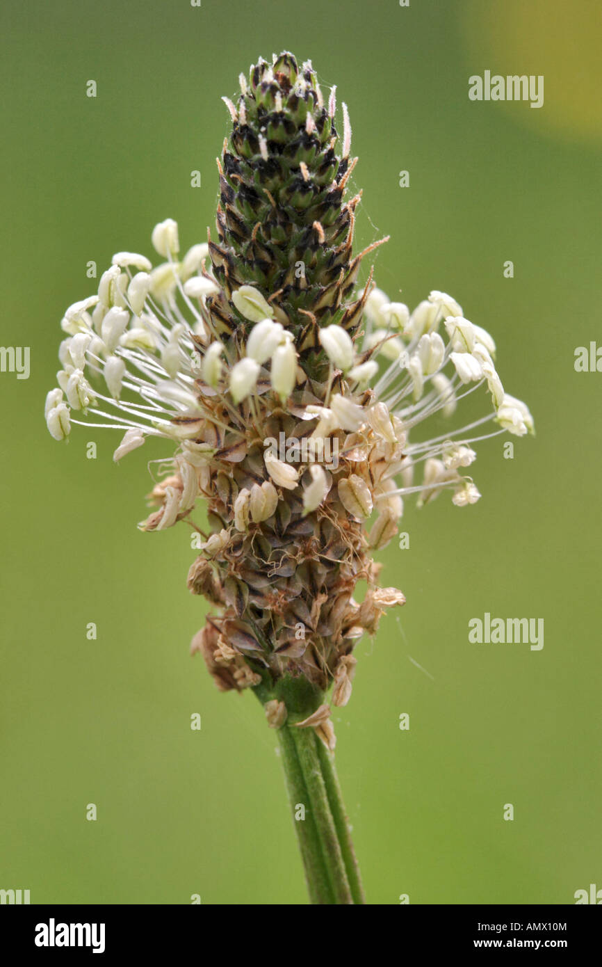 buckhorn plantain, English plantain, ribwort plantain, rib grass ...