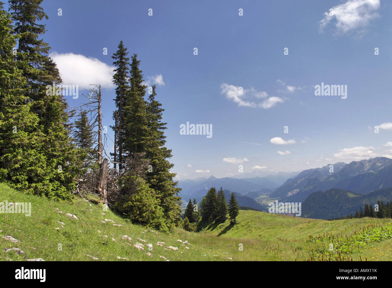 mountain forest on the Alpspitz, Germany, Bavaria, Allgaeu, Nesselwang ...