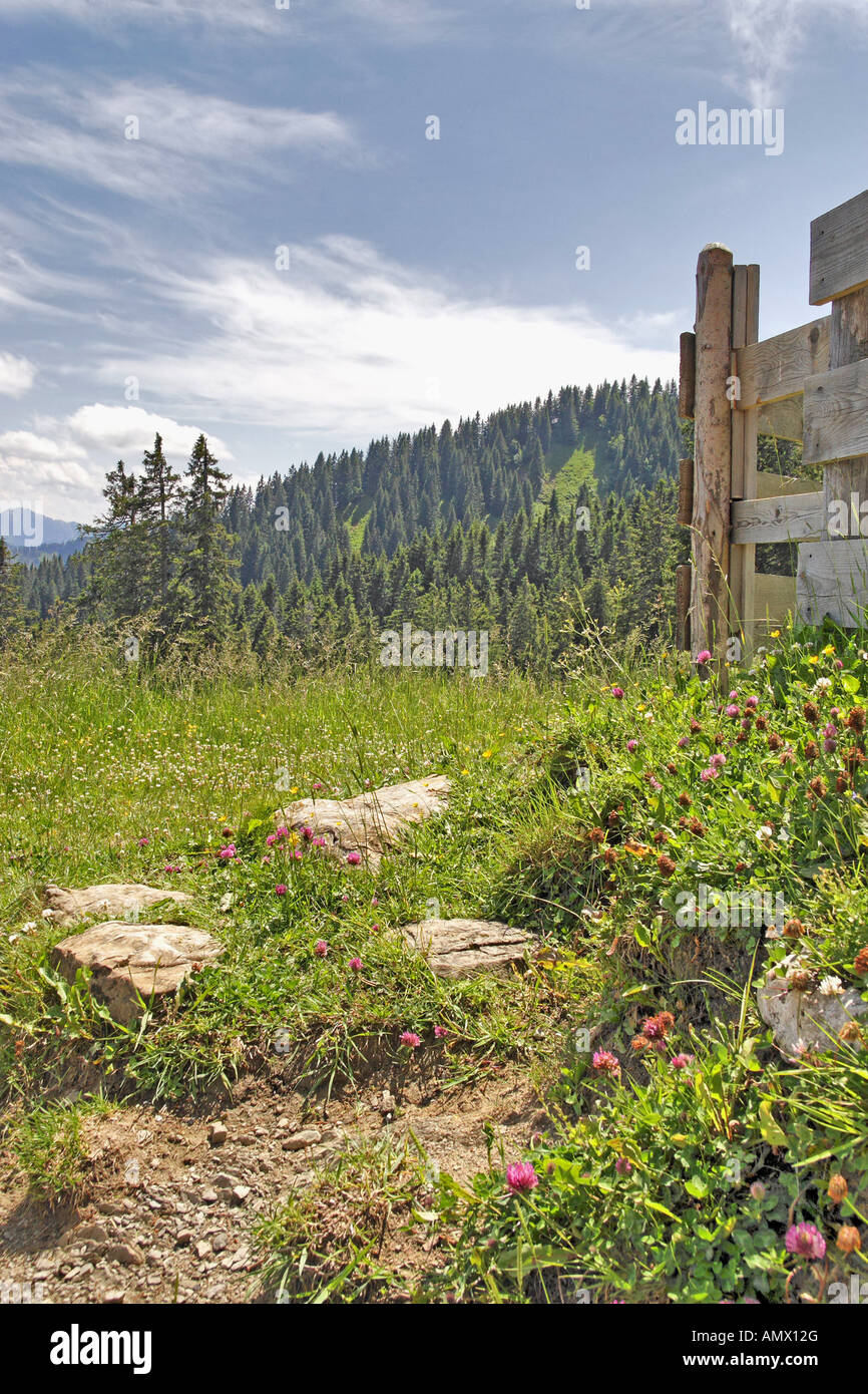 alpine flora at the Alpspitz, Germany, Bavaria, Allgaeu, Nesselwang ...